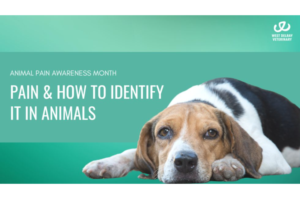 Animal Pain Awareness Month: Pain & How To Identify It In Animals ...
