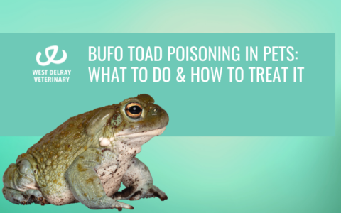 Bufo Toad Poisoning In Pets: What To Do & How To Treat It - West Delray ...