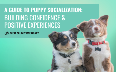 A Guide To Puppy Socialization: Building Confidence And Positive ...