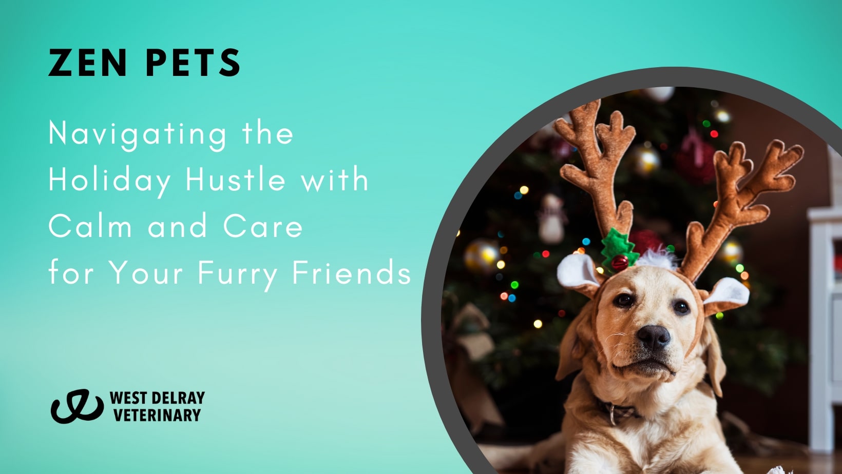 Zen Pets: Navigating The Holiday Hustle With Calm And Care For Your ...