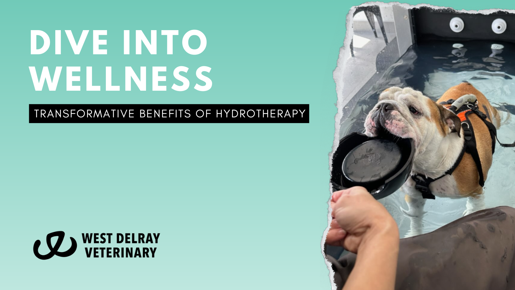 Dive Into Wellness: The Transformative Benefits Of Hydrotherapy For ...