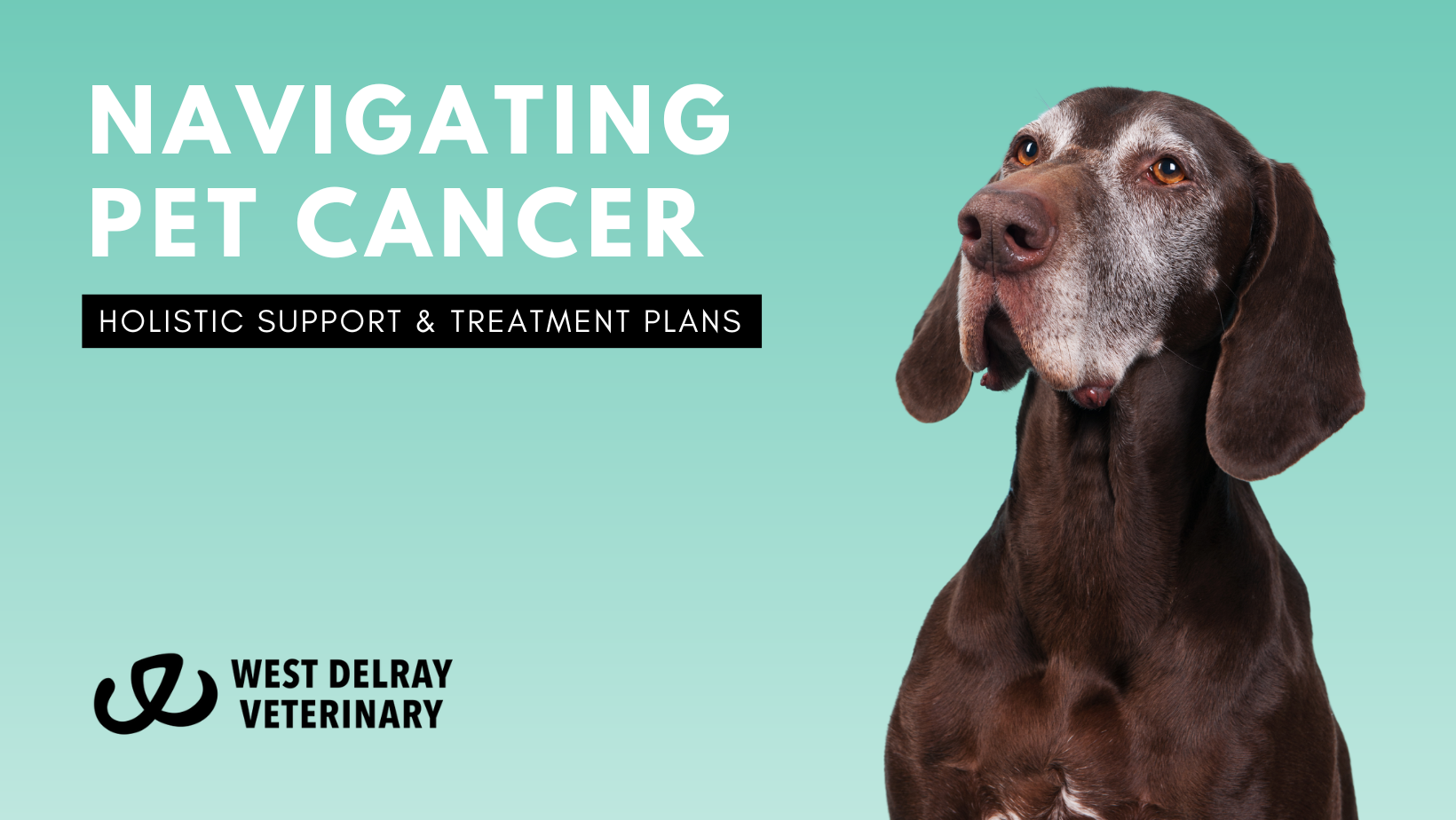 Navigating Pet Cancer With Holistic Support - West Delray Veterinary