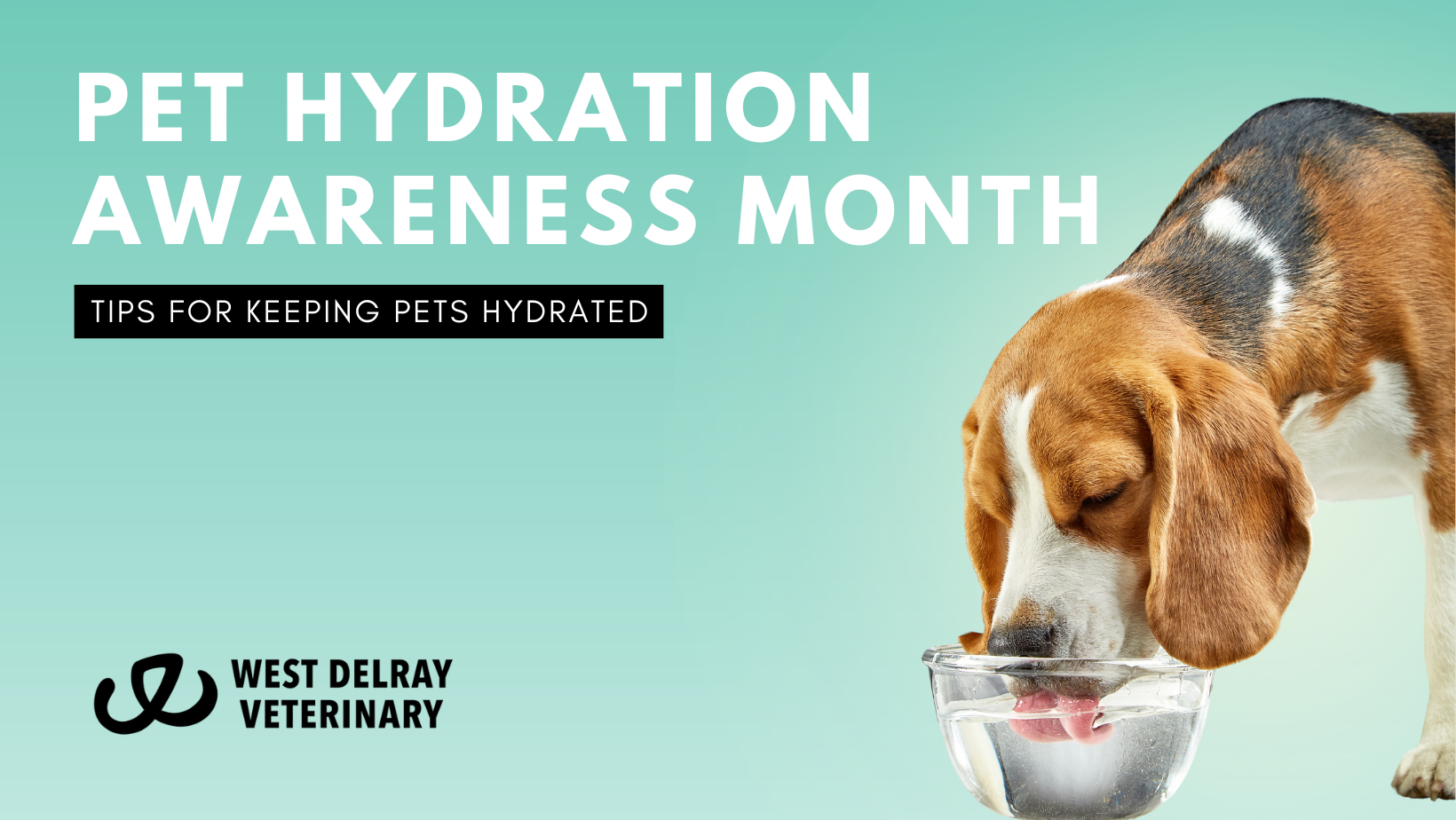 National Pet Hydration Awareness Month | West Delray Veterinary